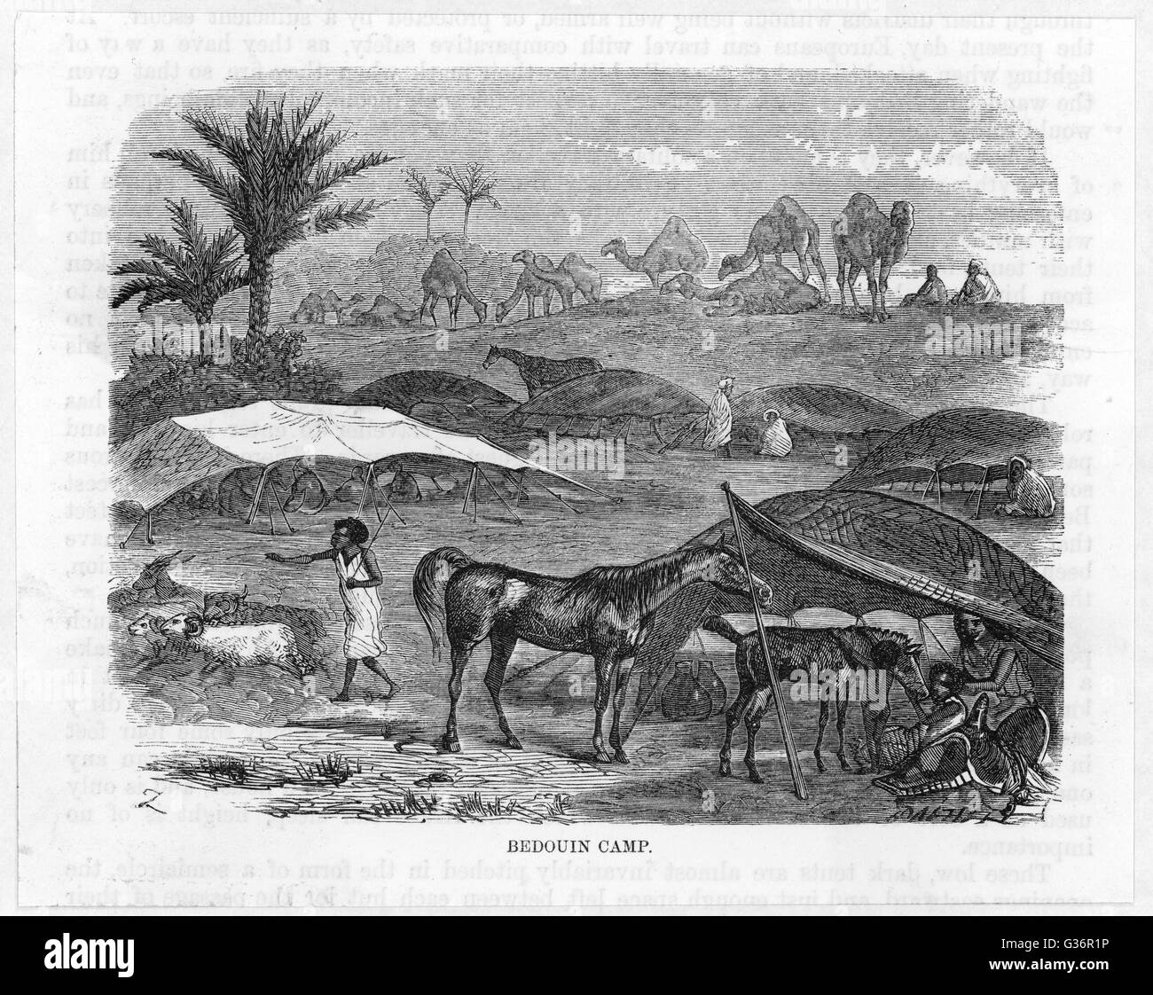 Bedouin Tent Camel High Resolution Stock Photography and Images - Alamy