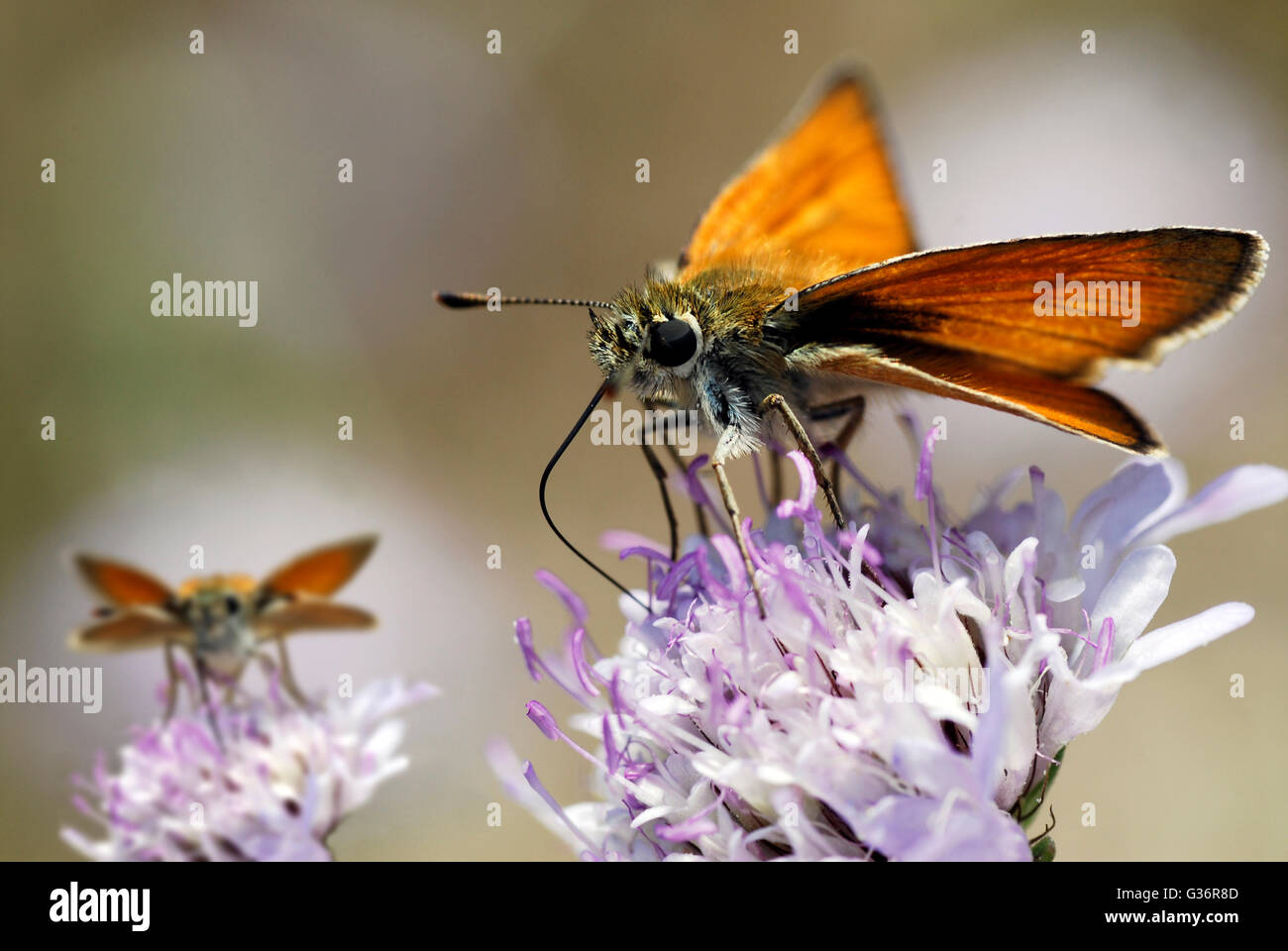 Skipper antenna hi-res stock photography and images - Alamy