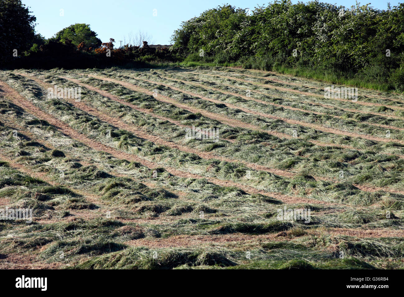 Field of grass cut to make hay Stock Photo - Alamy