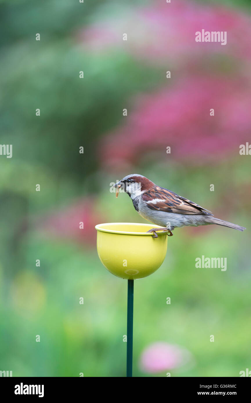 Passer domesticus. Male House sparrow with mealworm standing on a ...
