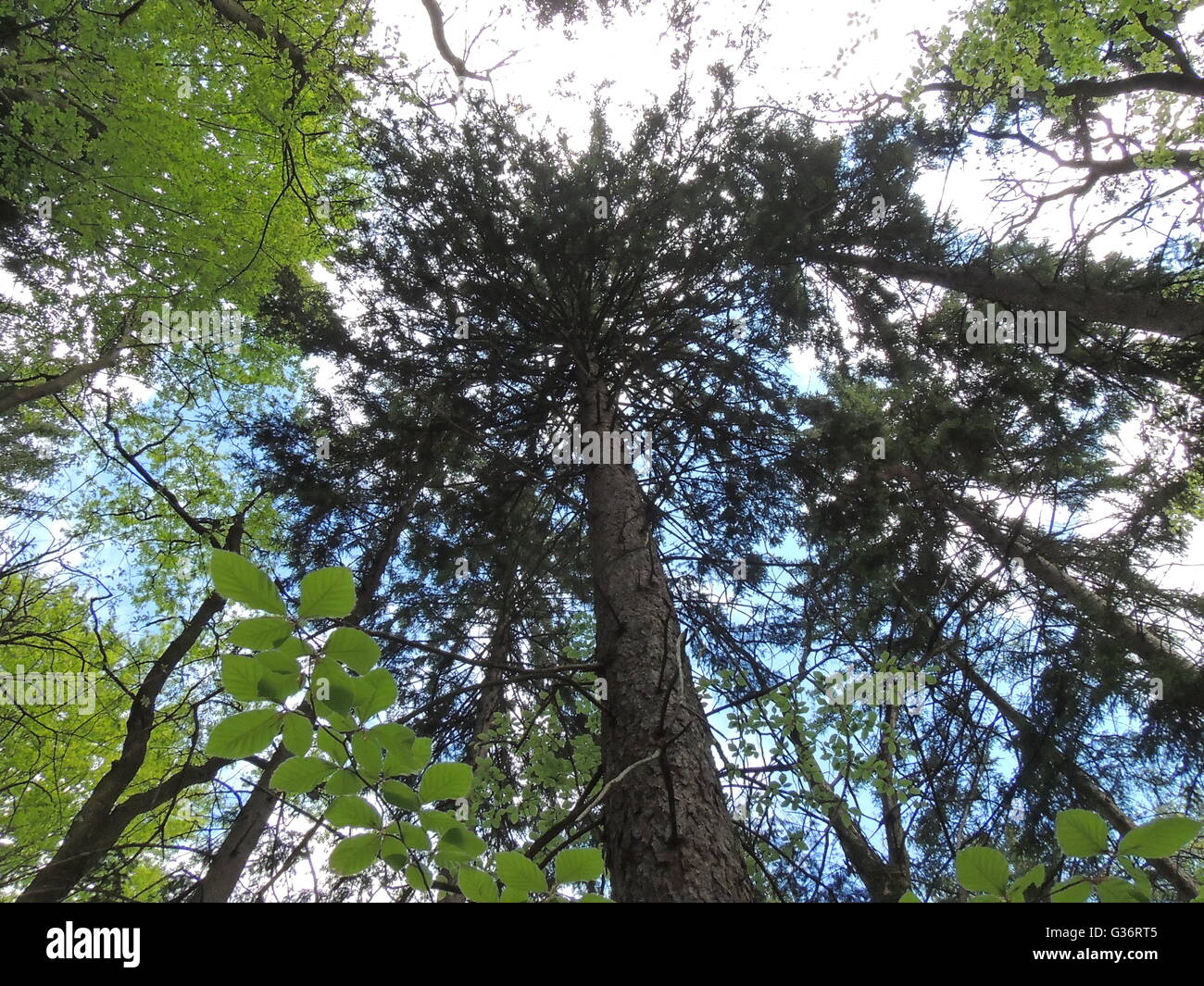 High up in trees hi-res stock photography and images - Alamy