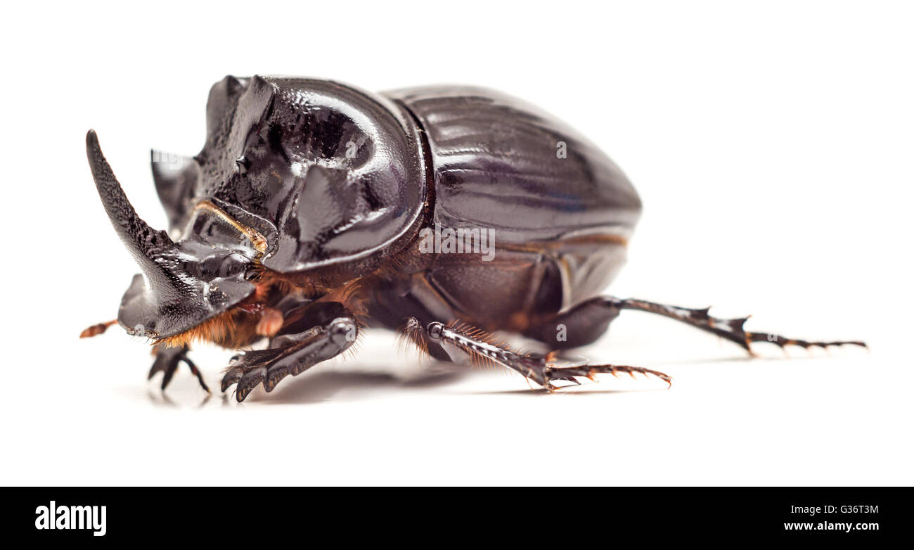 Black Rhinoceros Beetle isolated on white background. Close up ...