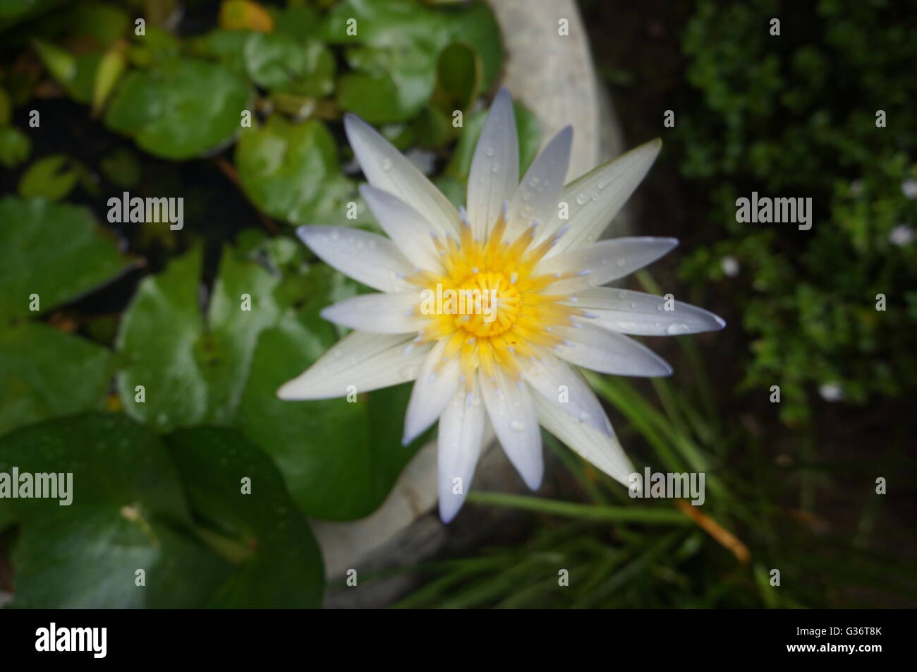 A blue water lily (Blue Lotus), national water flower of Sri Lanka, of ...