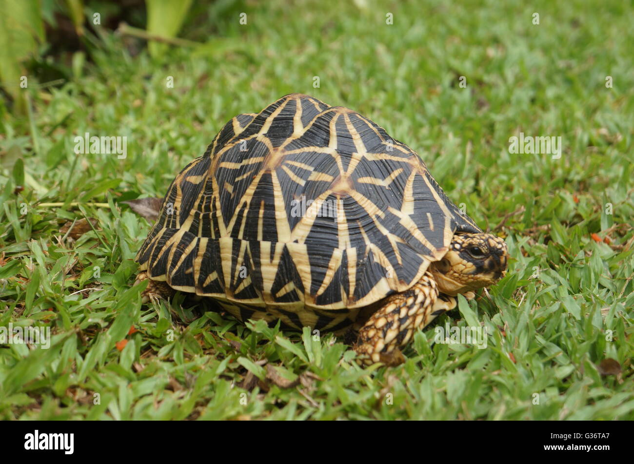 An Indian star tortoise in the garden of a five-star hotel in Kandy ...