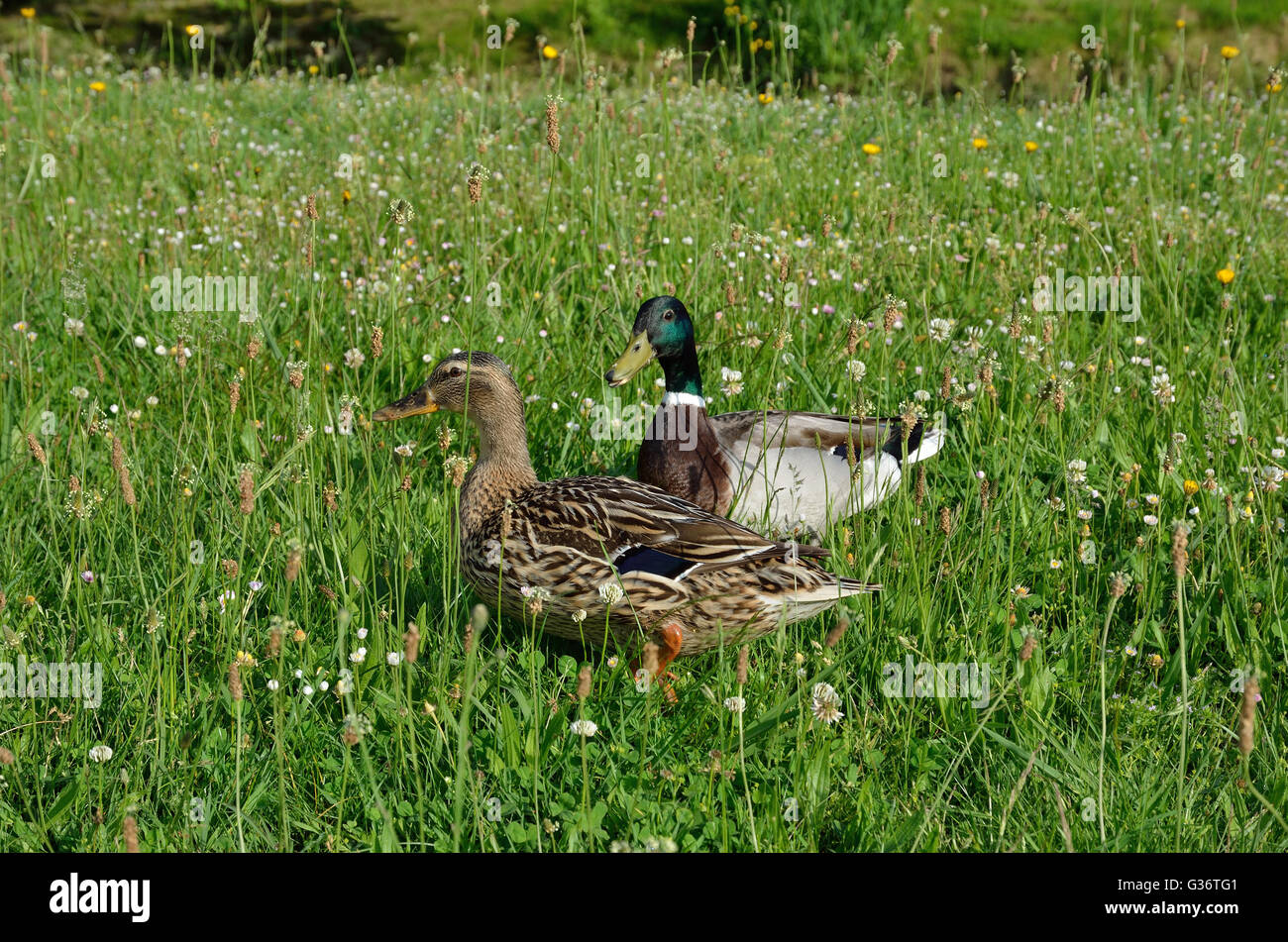 Wild ducks in the flowering meadow Stock Photo - Alamy