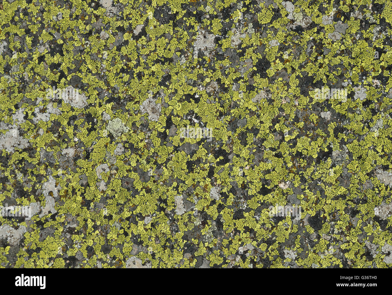 Surface stone with moss and lichen Stock Photo - Alamy