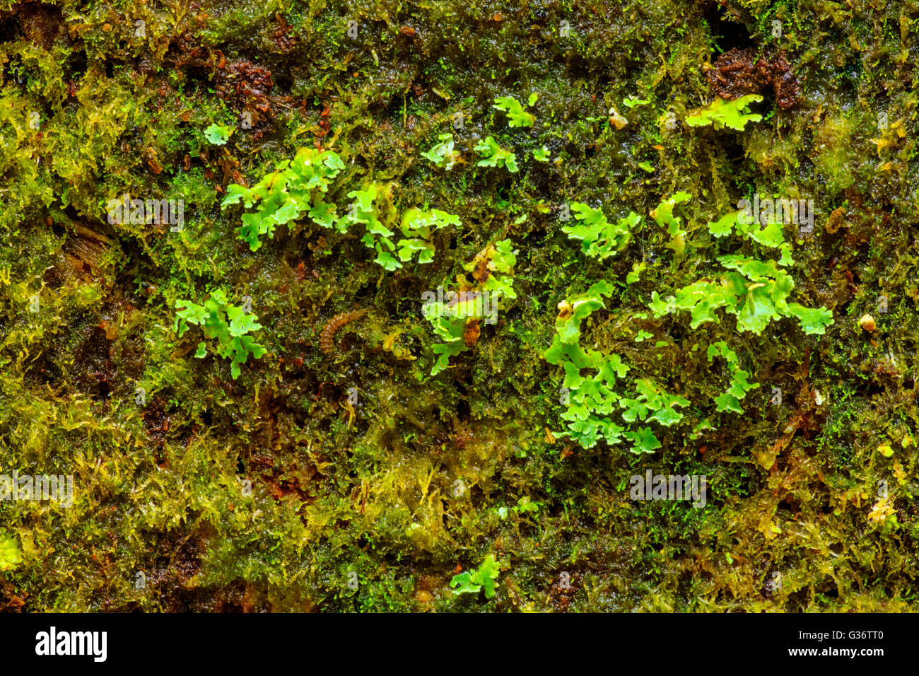 Redwoods national park bird hi-res stock photography and images - Alamy