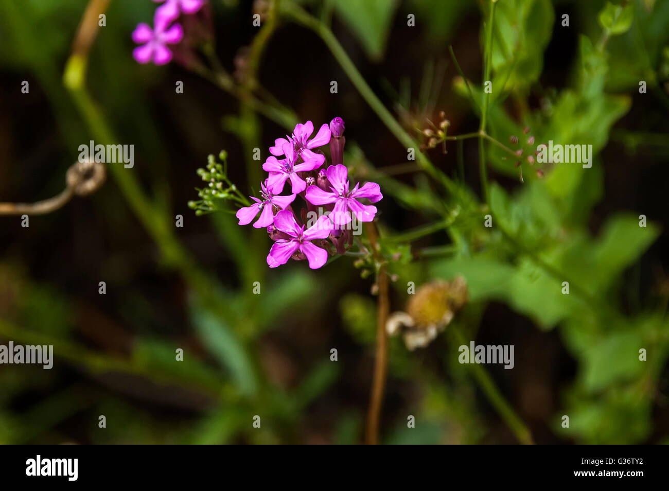 Drakensberg flower hi-res stock photography and images - Alamy