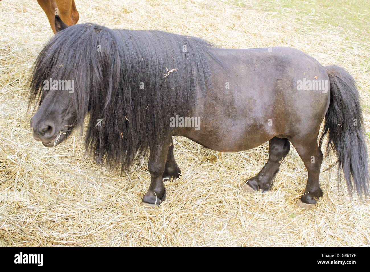 L pony hi-res stock photography and images - Alamy