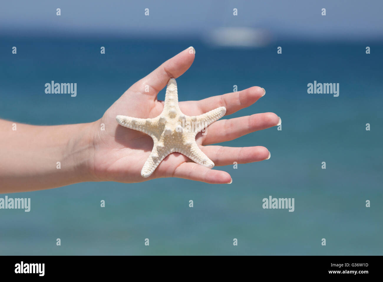 Female hand holding sea star Stock Photo - Alamy