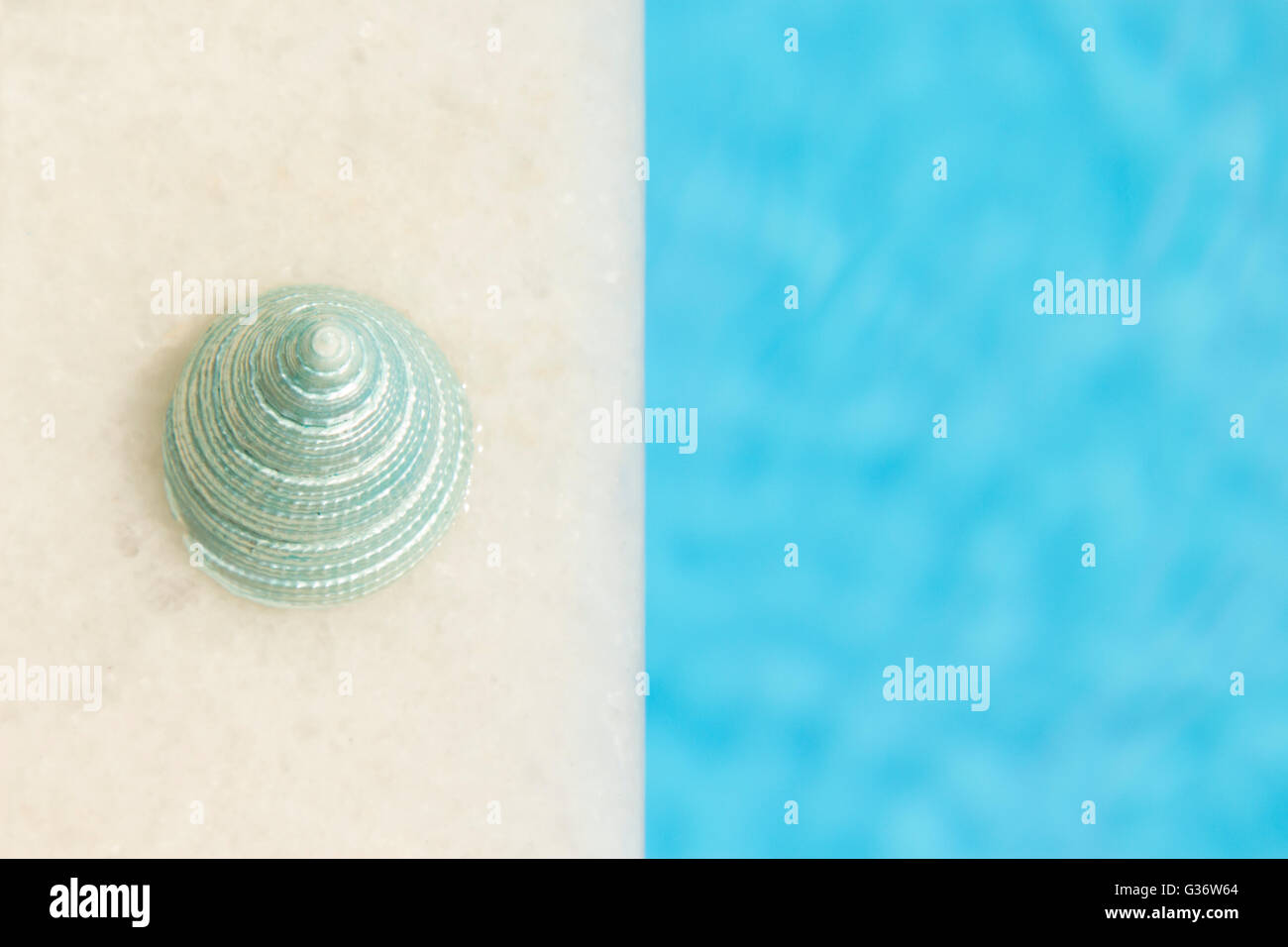 Sea snail at the pool edge Stock Photo - Alamy