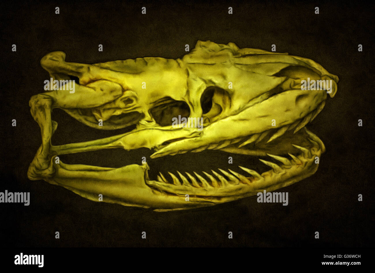 Skull illustrations hi-res stock photography and images - Alamy