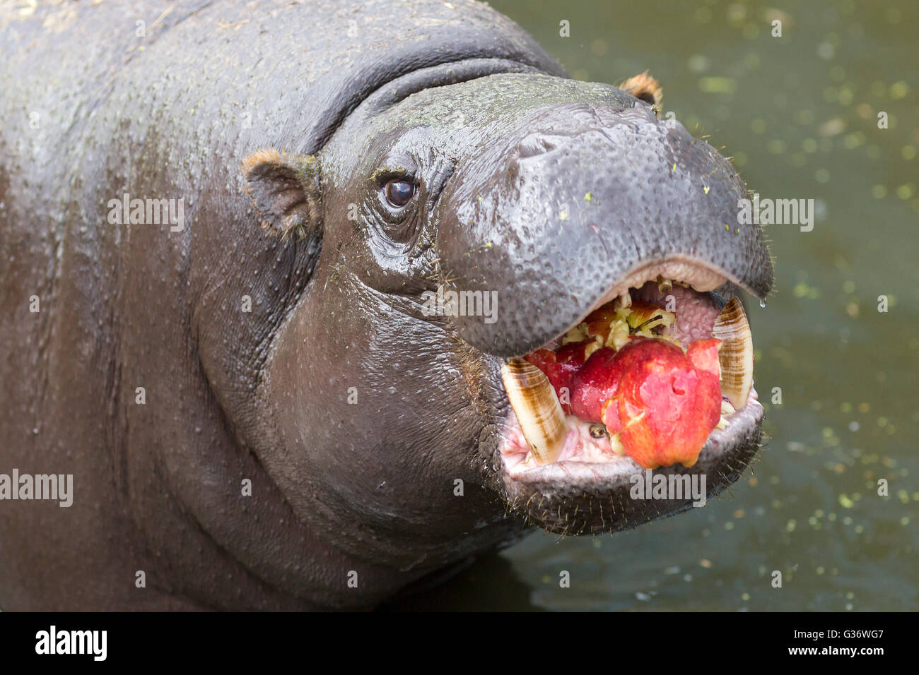 The pygmy hippopotamus is a small (mini) hippopotamid which is native ...