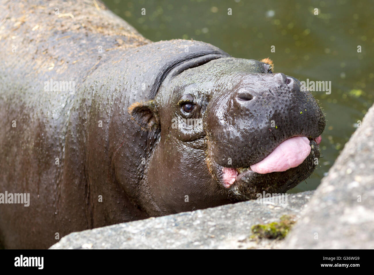 The pygmy hippopotamus is a small (mini) hippopotamid which is native ...