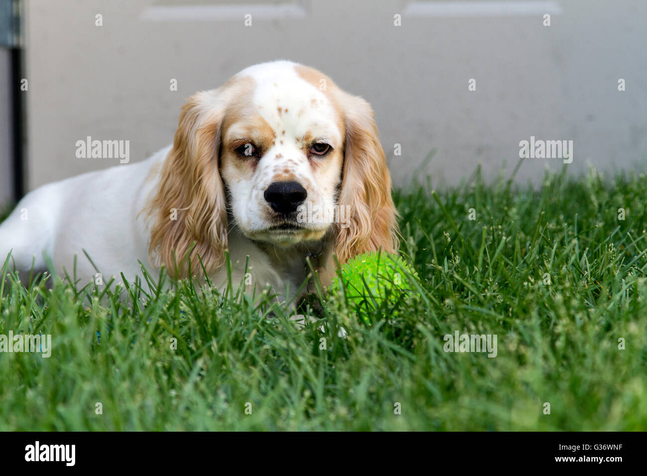 A male cocker Spaniel puppy playing in the grass Stock Photo - Alamy