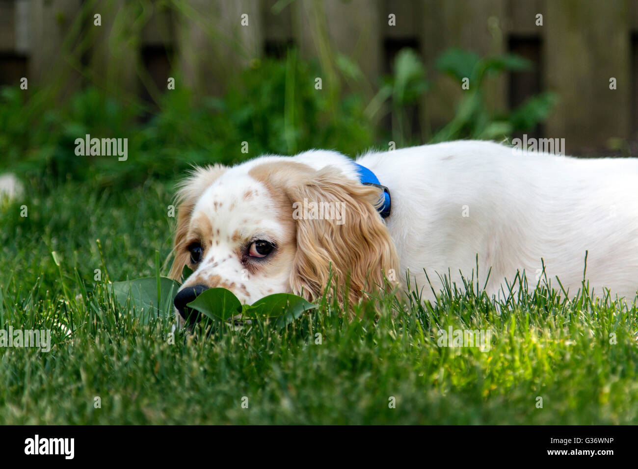 Cocker spaniel puppy playing hi-res stock photography and images - Alamy