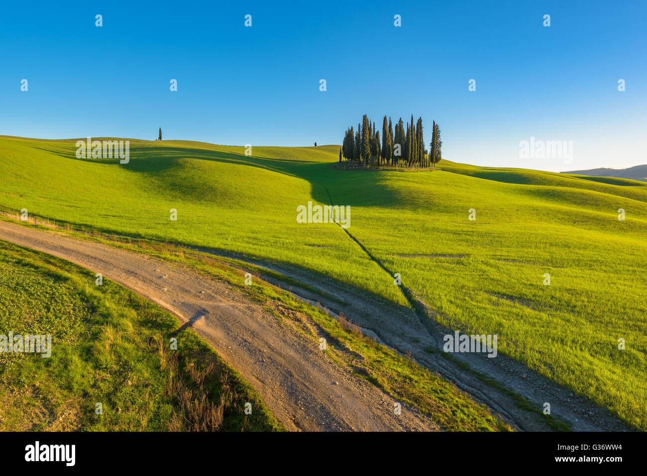 Group of cypresses in tuscany hi-res stock photography and images - Alamy