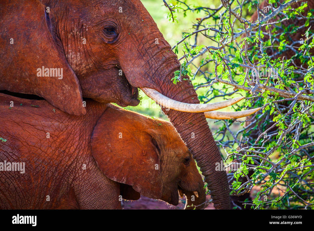 Red elephant and calf hi-res stock photography and images - Alamy
