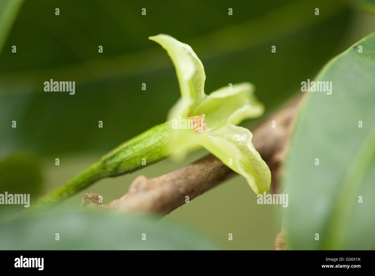 Aiea, Nothocestrum longifolium, endemic to main islands, wet to mesic ...