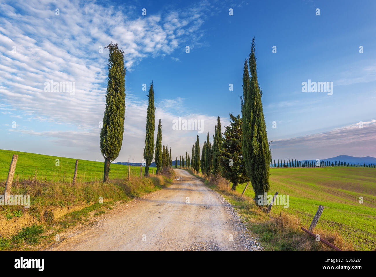 Tuscany cypress tree road hi-res stock photography and images - Alamy