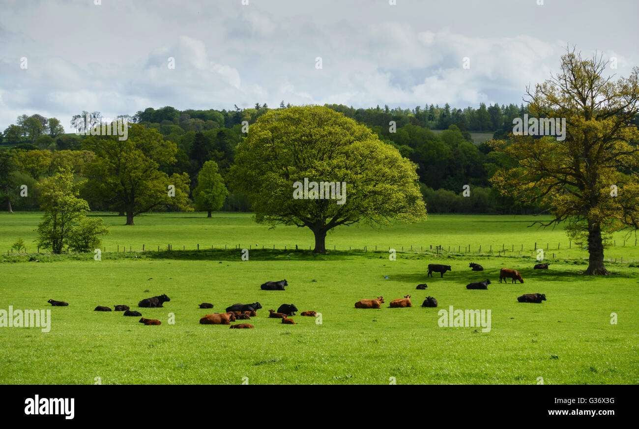Spring scottish borders hi-res stock photography and images - Alamy