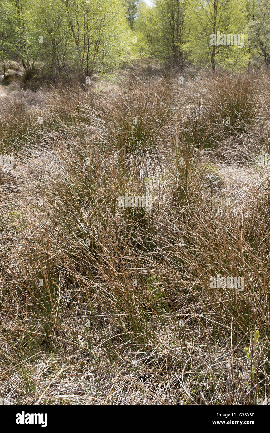 Kielder Forest Park, Northumberland, UK - open scrub, grasses ...