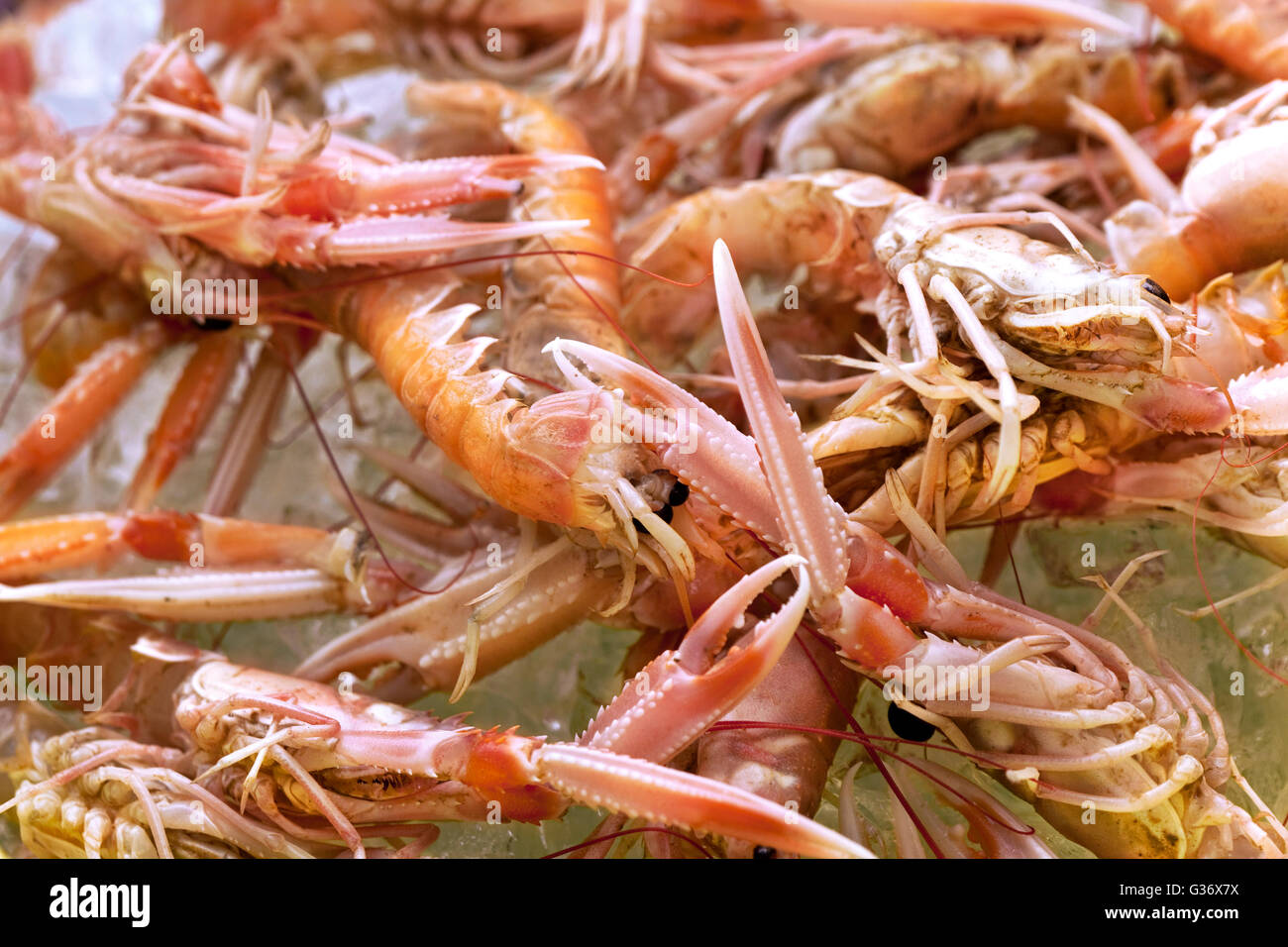 Fresh scampi fish market hi-res stock photography and images - Alamy