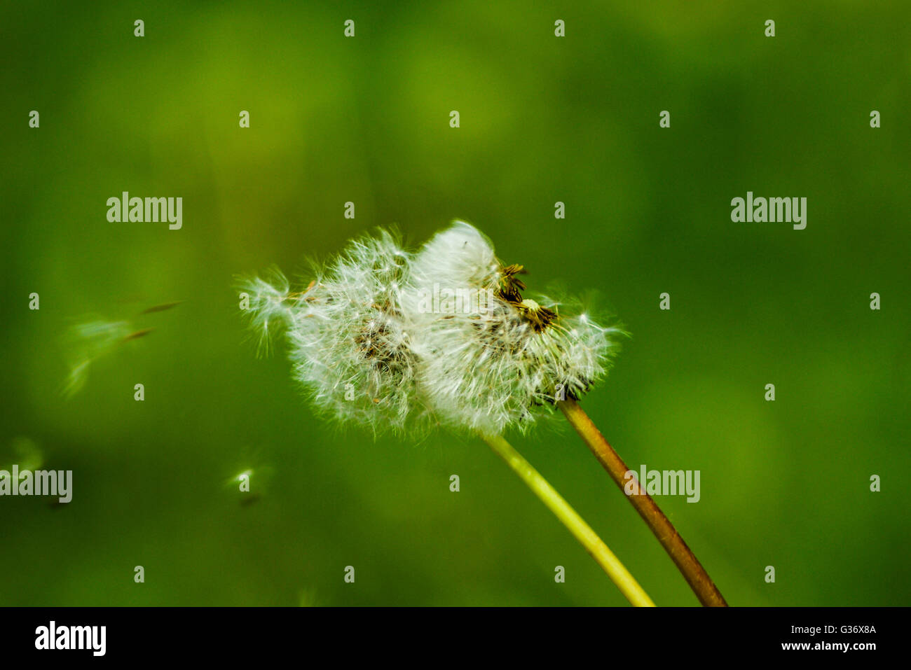 Dandelions being blown Stock Photo - Alamy