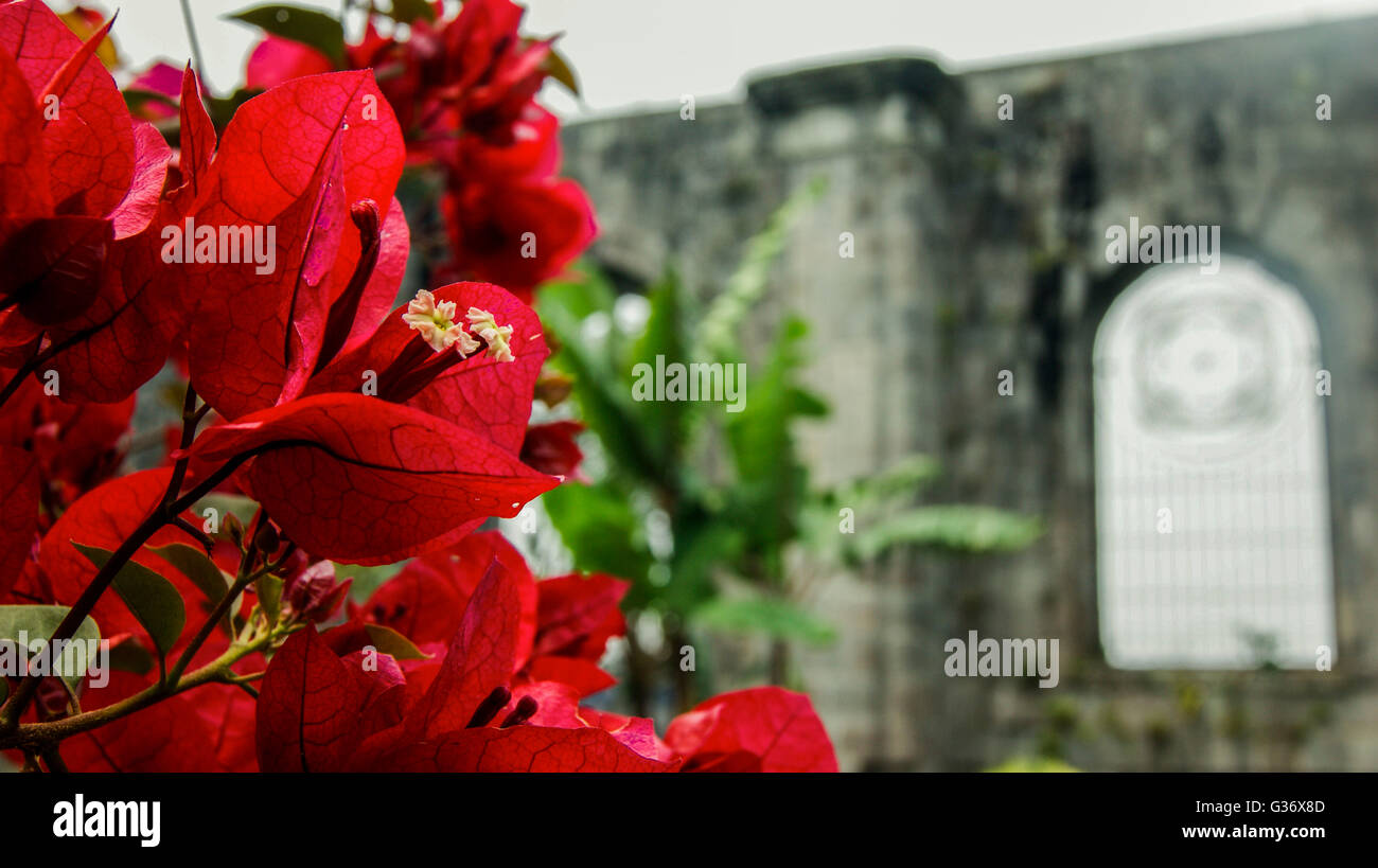 Red flower with Gothic architecture Stock Photo - Alamy