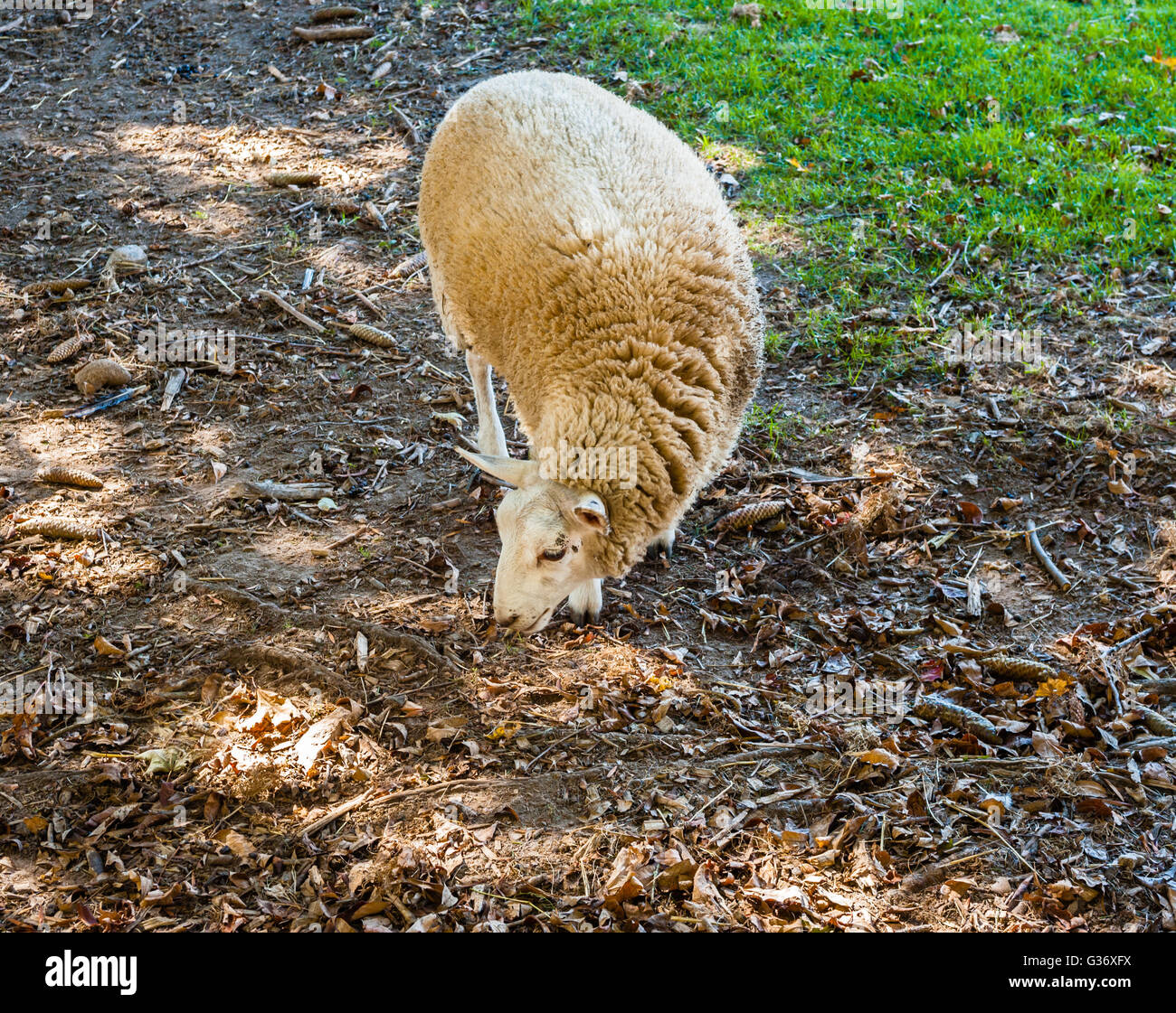 Single sheep foraging in brown dirt and dried leaves, facing to the ...