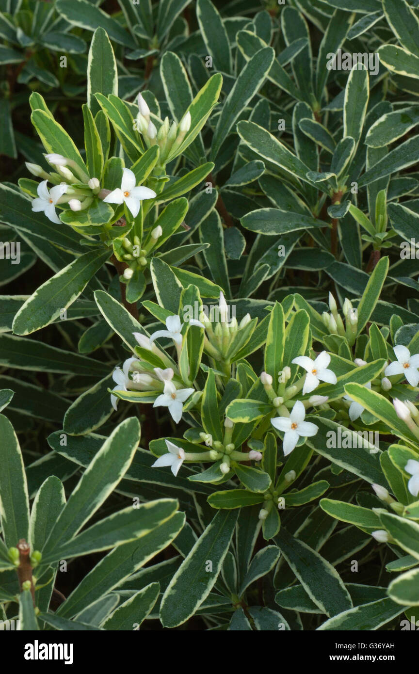 Daphne Carol Mackie, variegated Stock Photo - Alamy