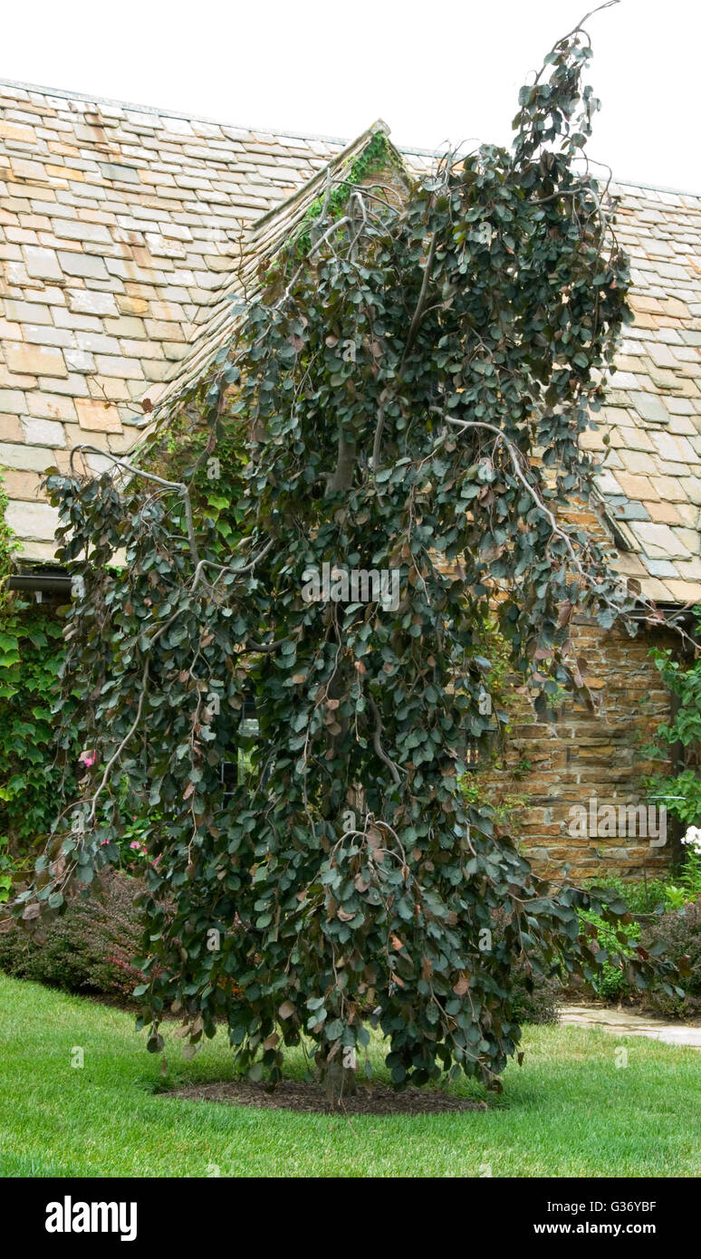 Fagus sylvatica purpurea pendula weeping beech hi-res stock photography ...