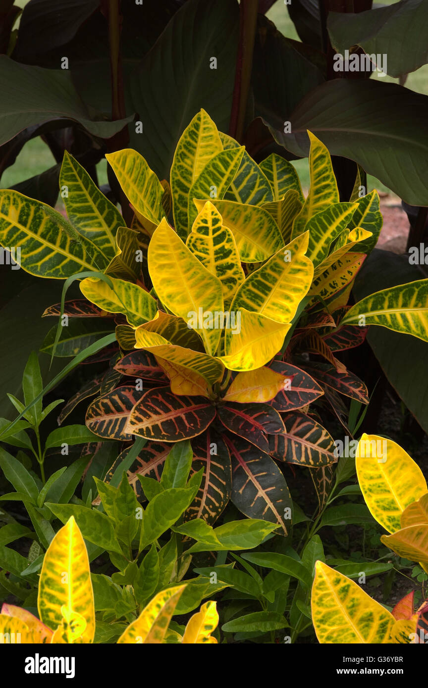 Croton Codiaeum variegatum Stock Photo - Alamy