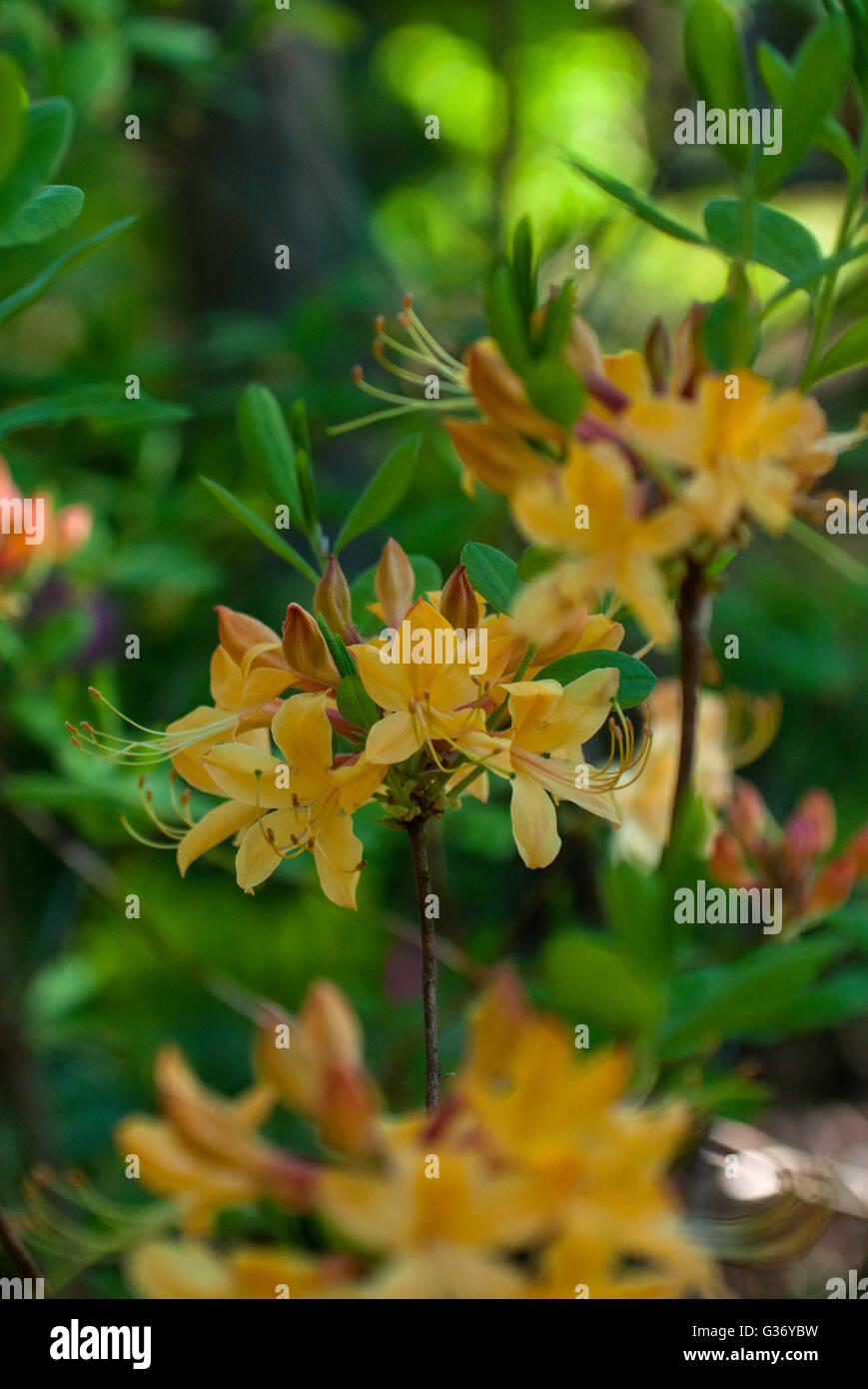 Rhododendron My Mary, yellow, native, woodland deciduous azalea Stock ...
