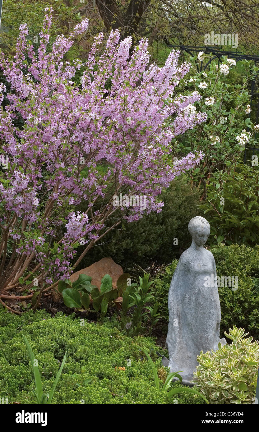 Daphne mezereum border hi-res stock photography and images - Alamy