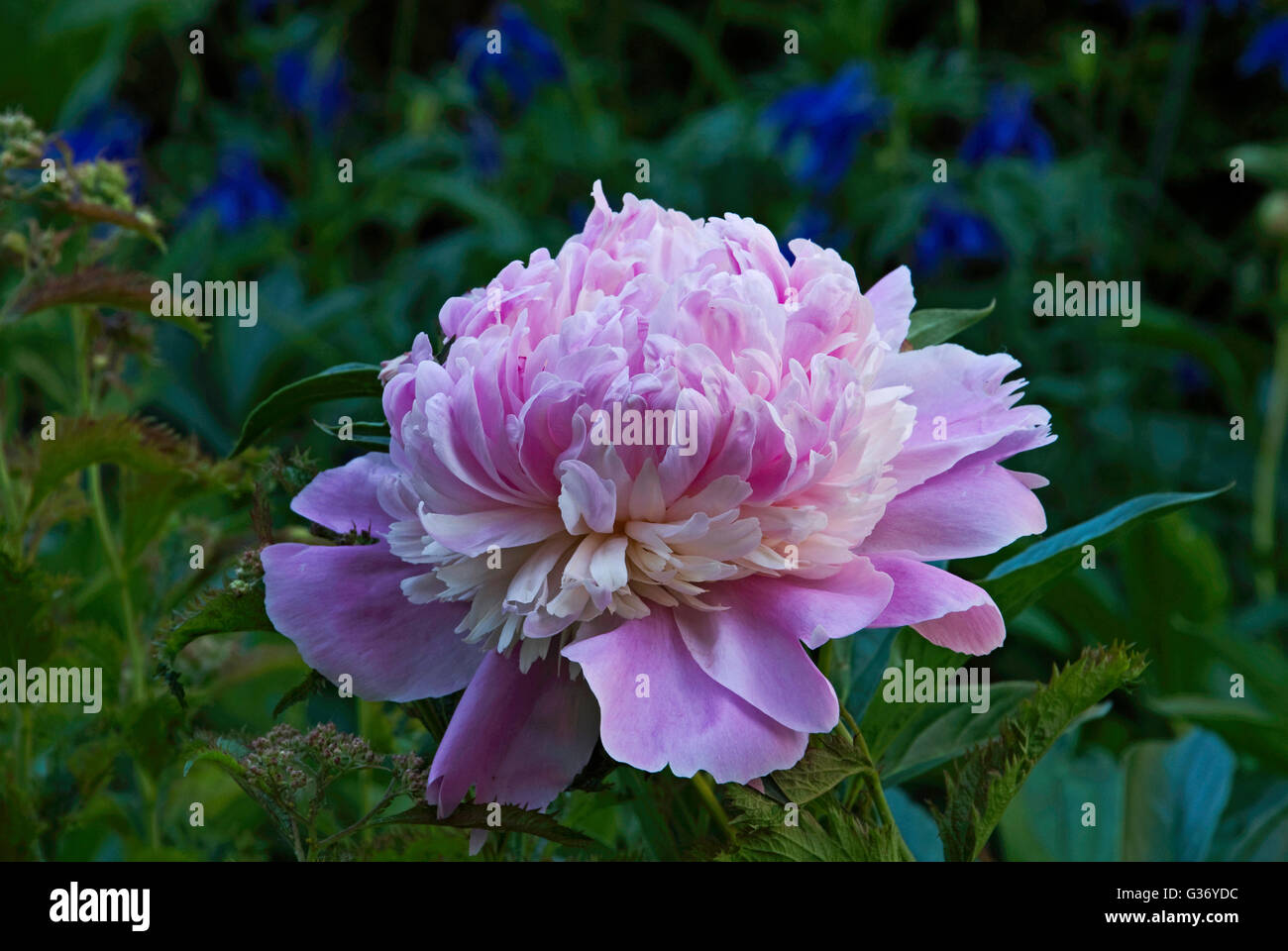 Peony Raspberry Sundae, Paeonia Stock Photo - Alamy