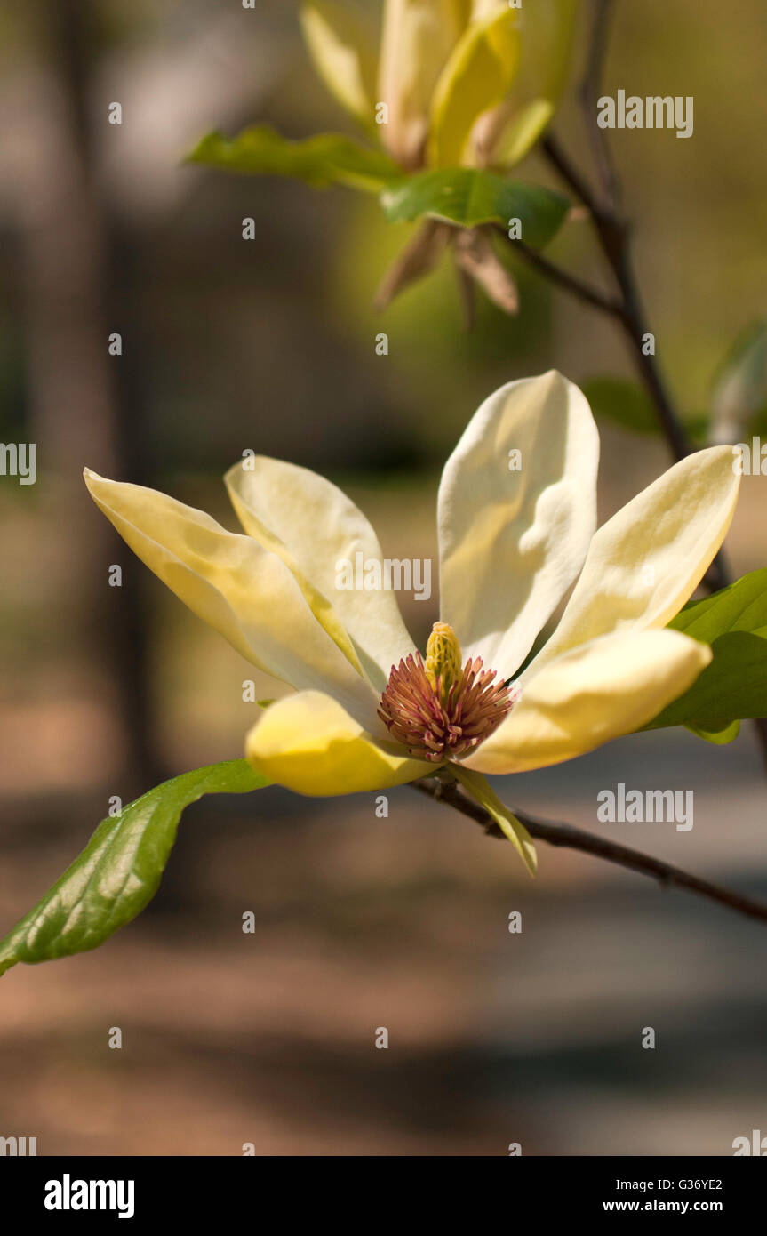 Magnolia SOLAR FLARE, yellow Stock Photo - Alamy