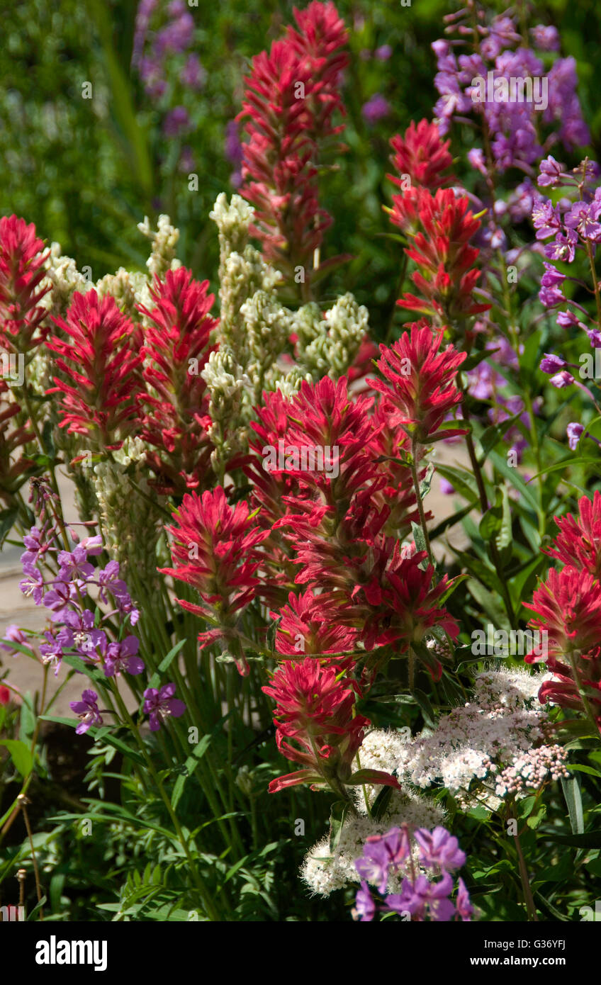 Castilleja sp. Indian paintbrush Stock Photo - Alamy