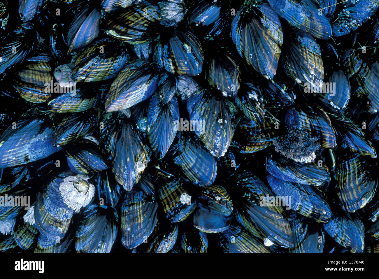 Oregon clams hi-res stock photography and images - Alamy