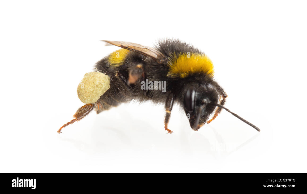 Small bee, isolated on a white background Stock Photo - Alamy