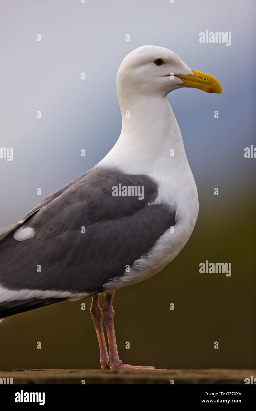 Seagull on the Oregon Coast Stock Photo - Alamy