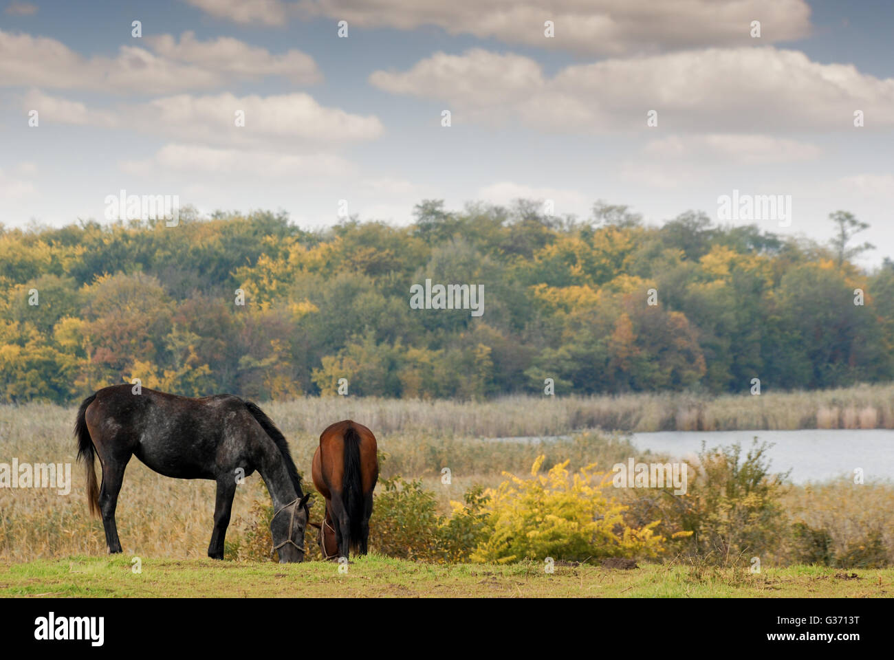 Autumn scene horses hi-res stock photography and images - Alamy