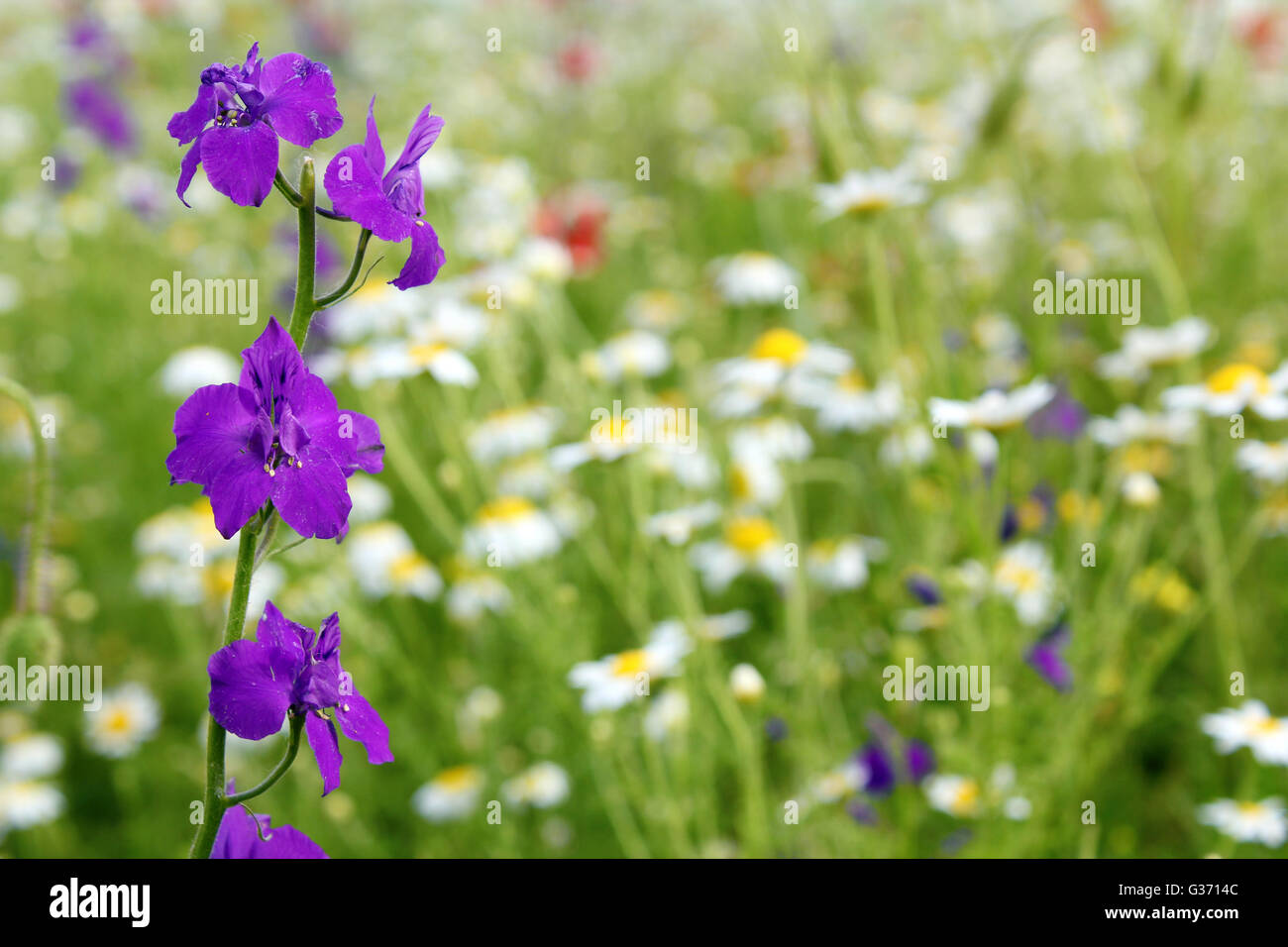 wild flowers spring scene Stock Photo - Alamy