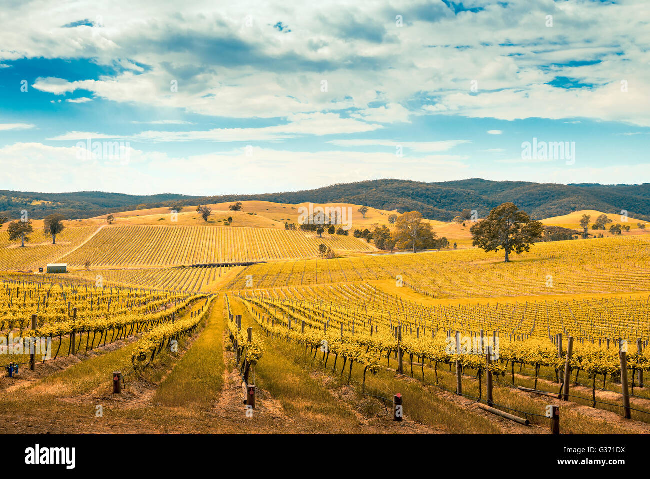 Barossa south australia hi-res stock photography and images - Alamy