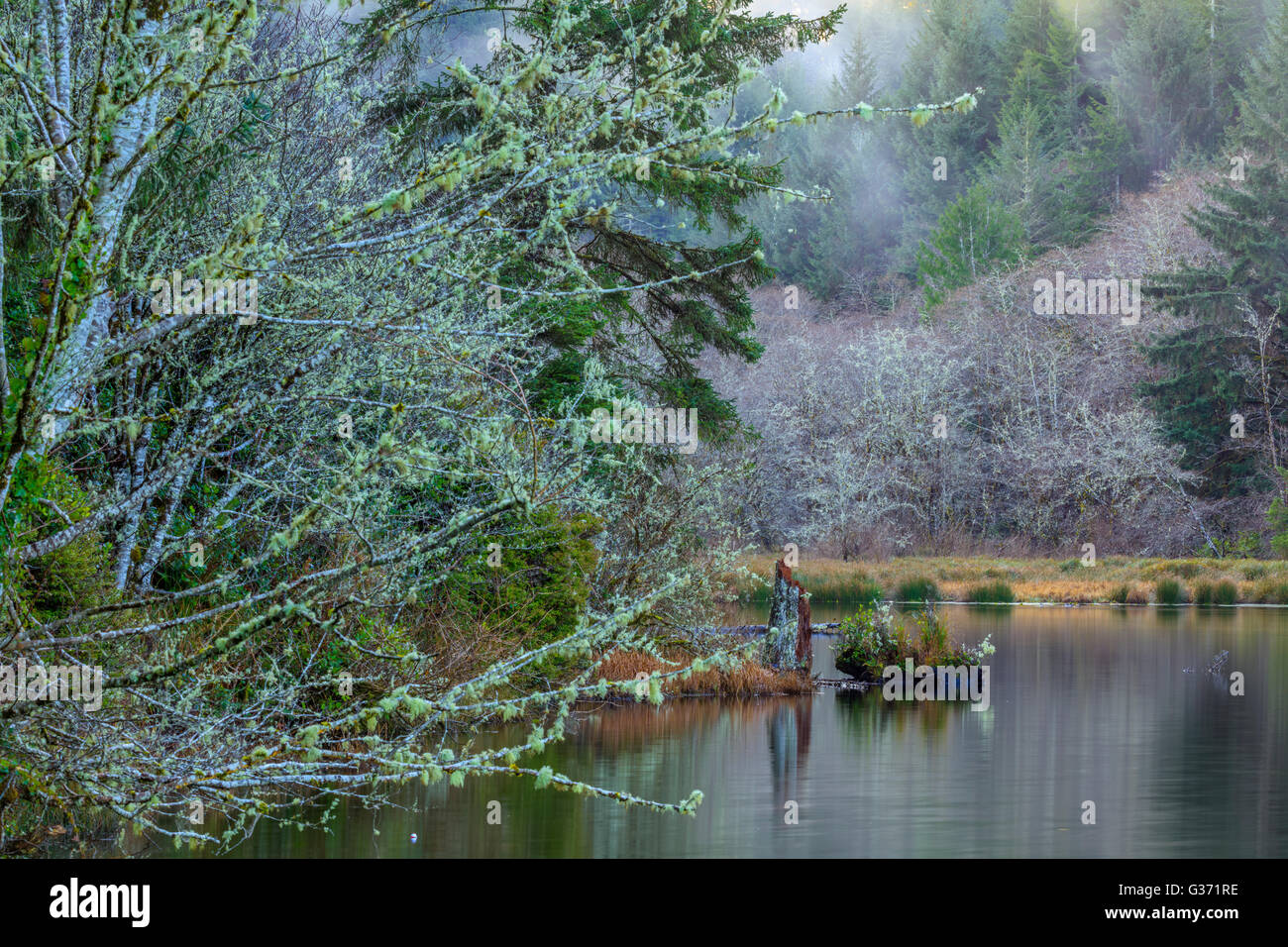 Forest on Oregon Coast Stock Photo - Alamy