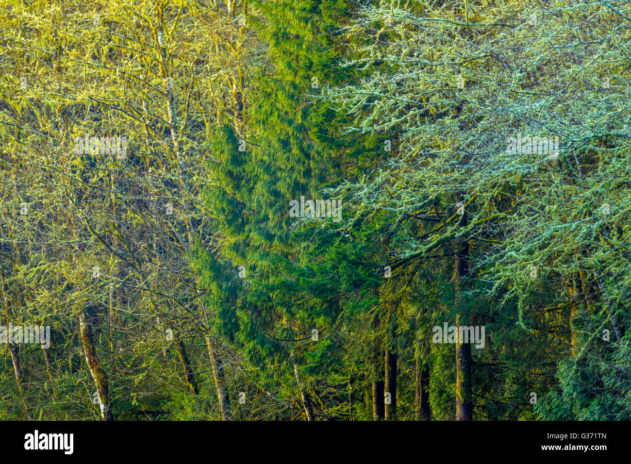 Forest on Oregon Coast Stock Photo - Alamy