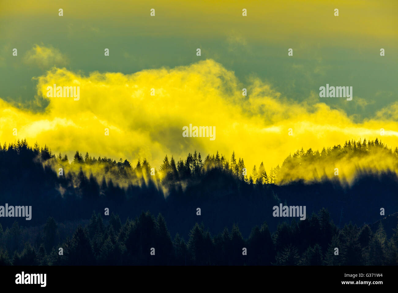 fog in forest on Oregon Coast Stock Photo - Alamy