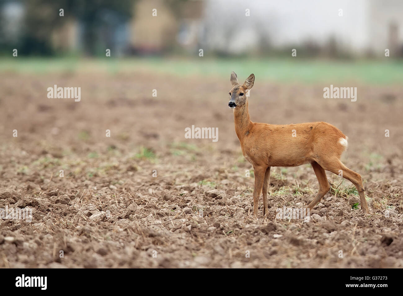 Young roebuck in a field hi-res stock photography and images - Alamy