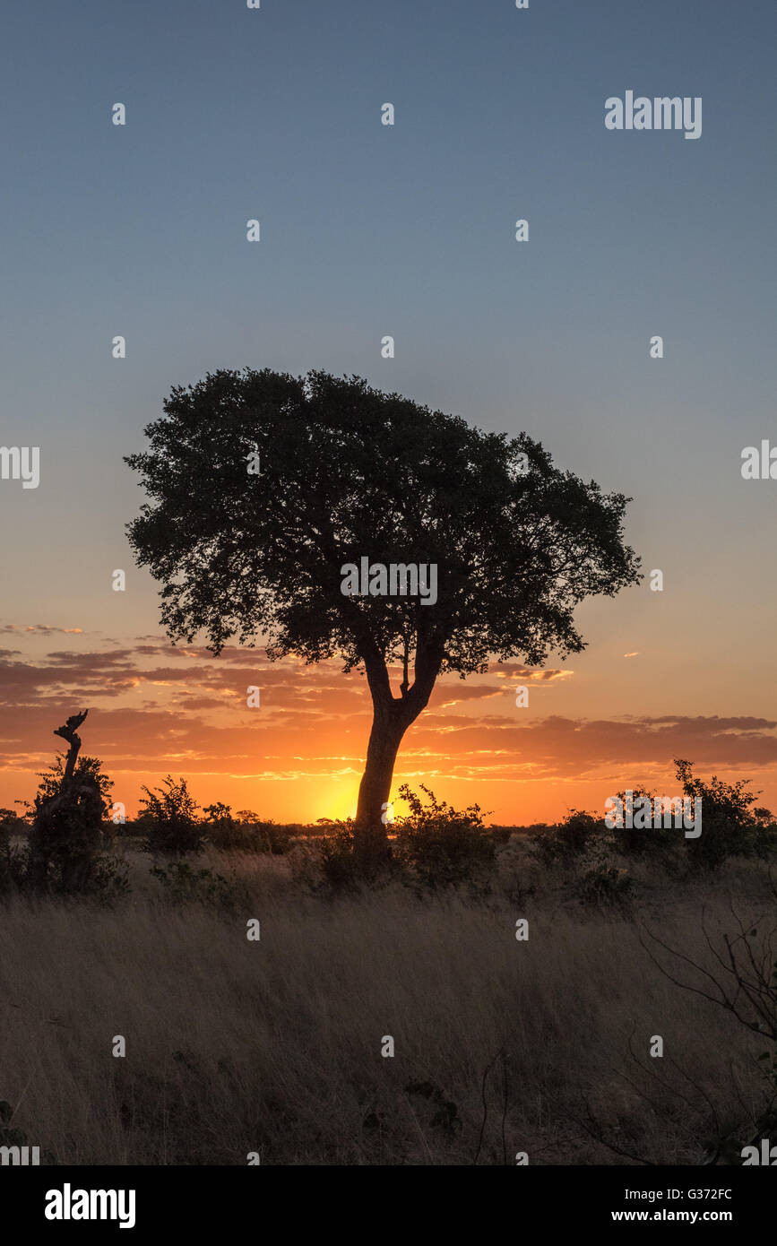 Zimbabwe safari sunset hi-res stock photography and images - Alamy
