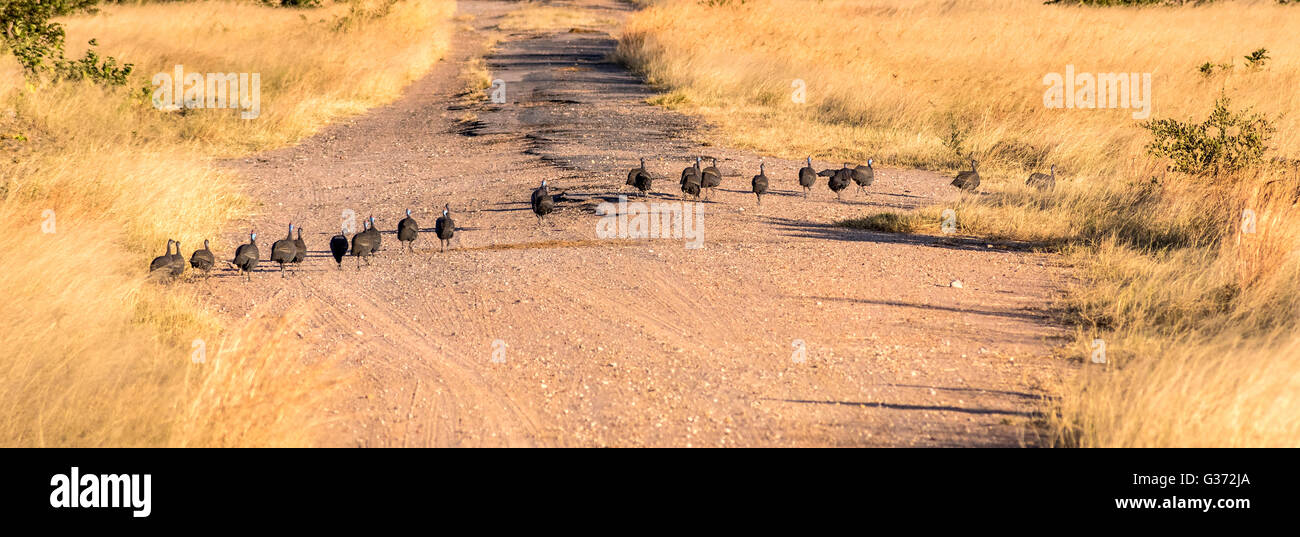 Helmeted Guineafowl near Nehimba Seeps in Hwange National Park Stock ...